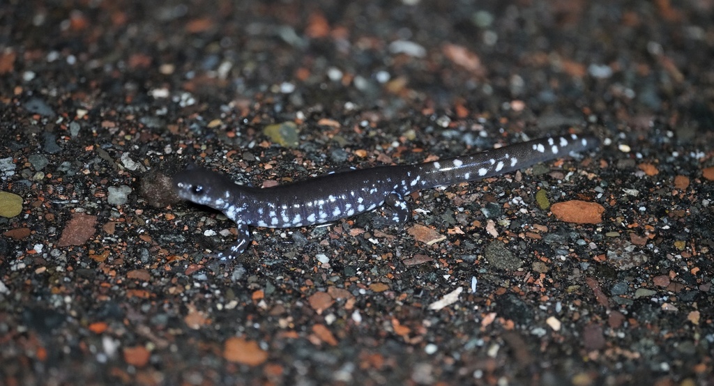 Blue-spotted Salamander from Lake County, MN, USA on August 23, 2022 at ...