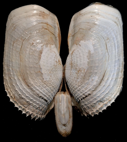 Broad Angel's Wing (Barnea dilatata) · iNaturalist
