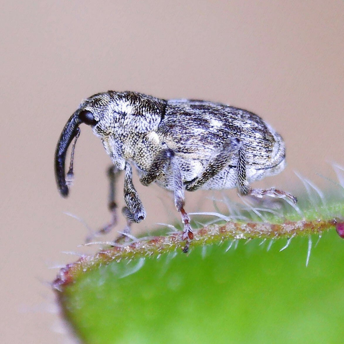 Datonychus H.Wagner, 1944
