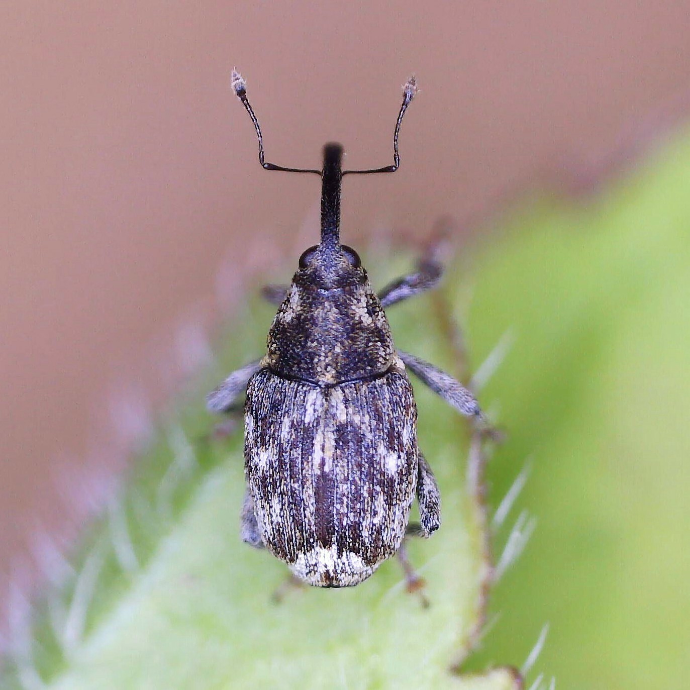 Datonychus H.Wagner, 1944