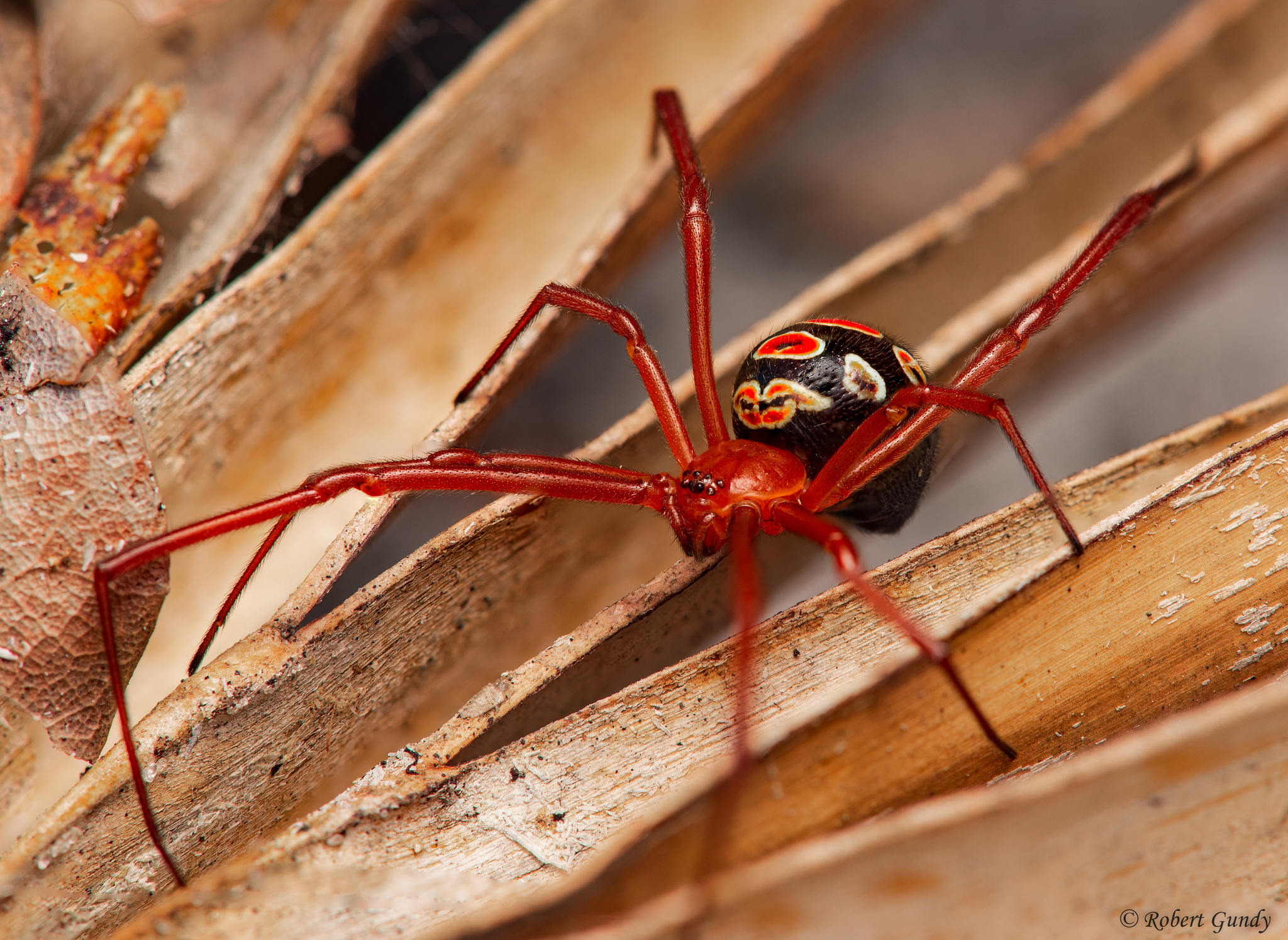 Red Widow Spider