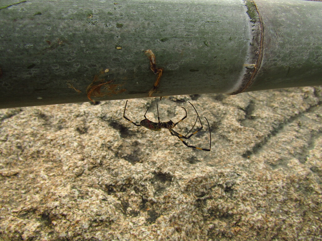 Joro Spider from Hirotacho, Zentsuji, Kagawa 765-0071, Japan on ...