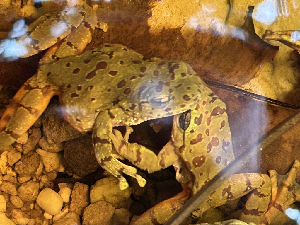 Cape Ghost frog from Harold Porter National Botanical Gardens, Betty's ...