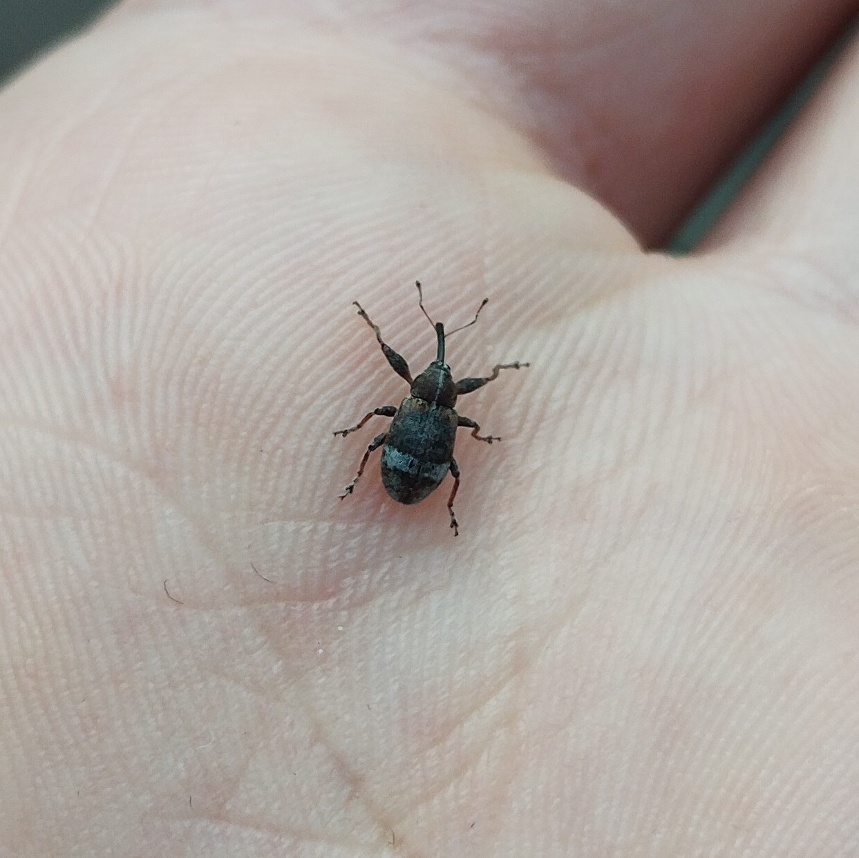 Anthonomus pyri Kollar, 1837