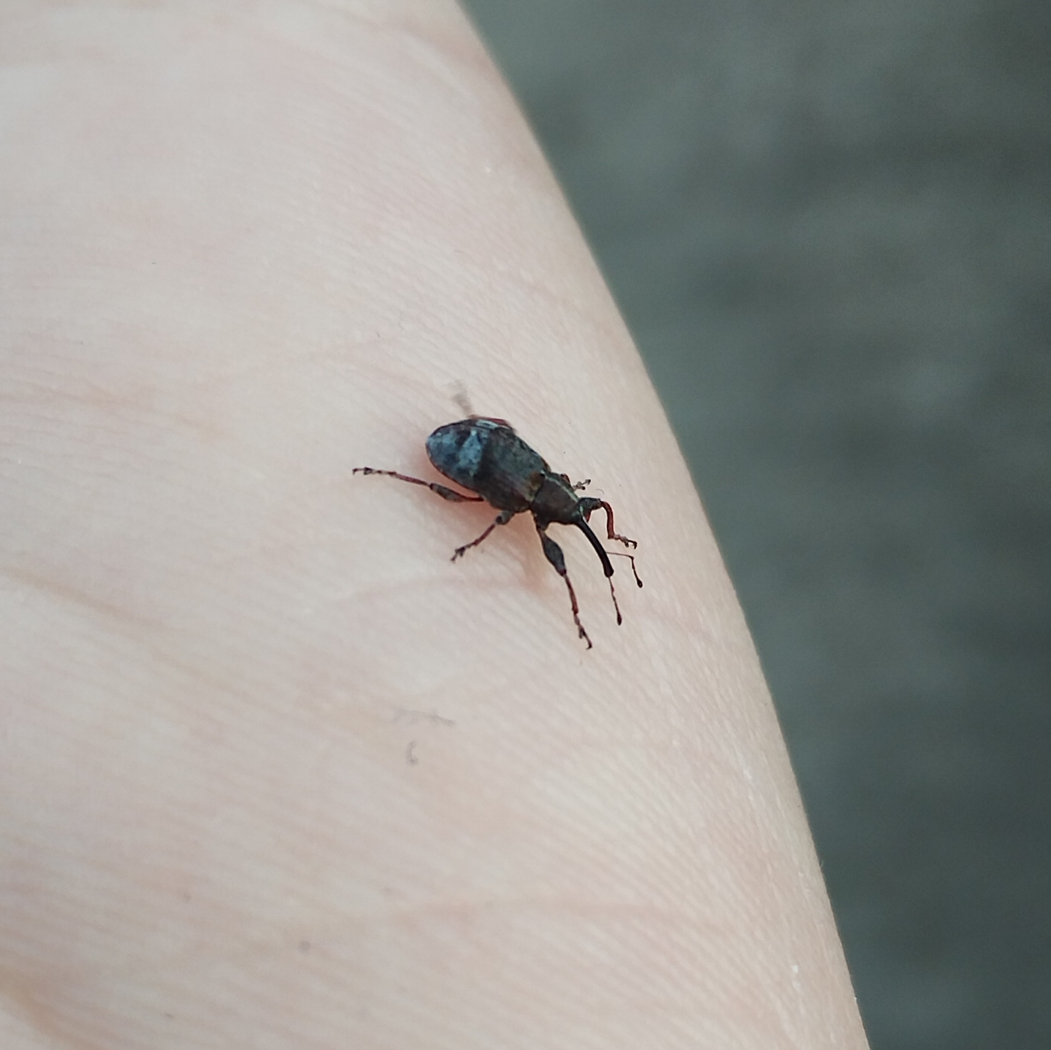 Anthonomus pyri Kollar, 1837