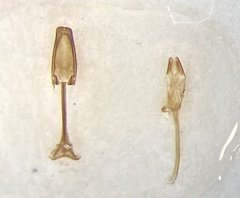 Epuraea nearctica: taxon details and analytics | biosurveys.org