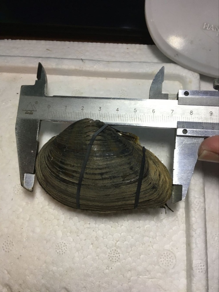 Acuticosta chinensis from 堤后街, 武汉市, 湖北省, CN on November 23, 2022 at 11:58 AM by renard928. This ...