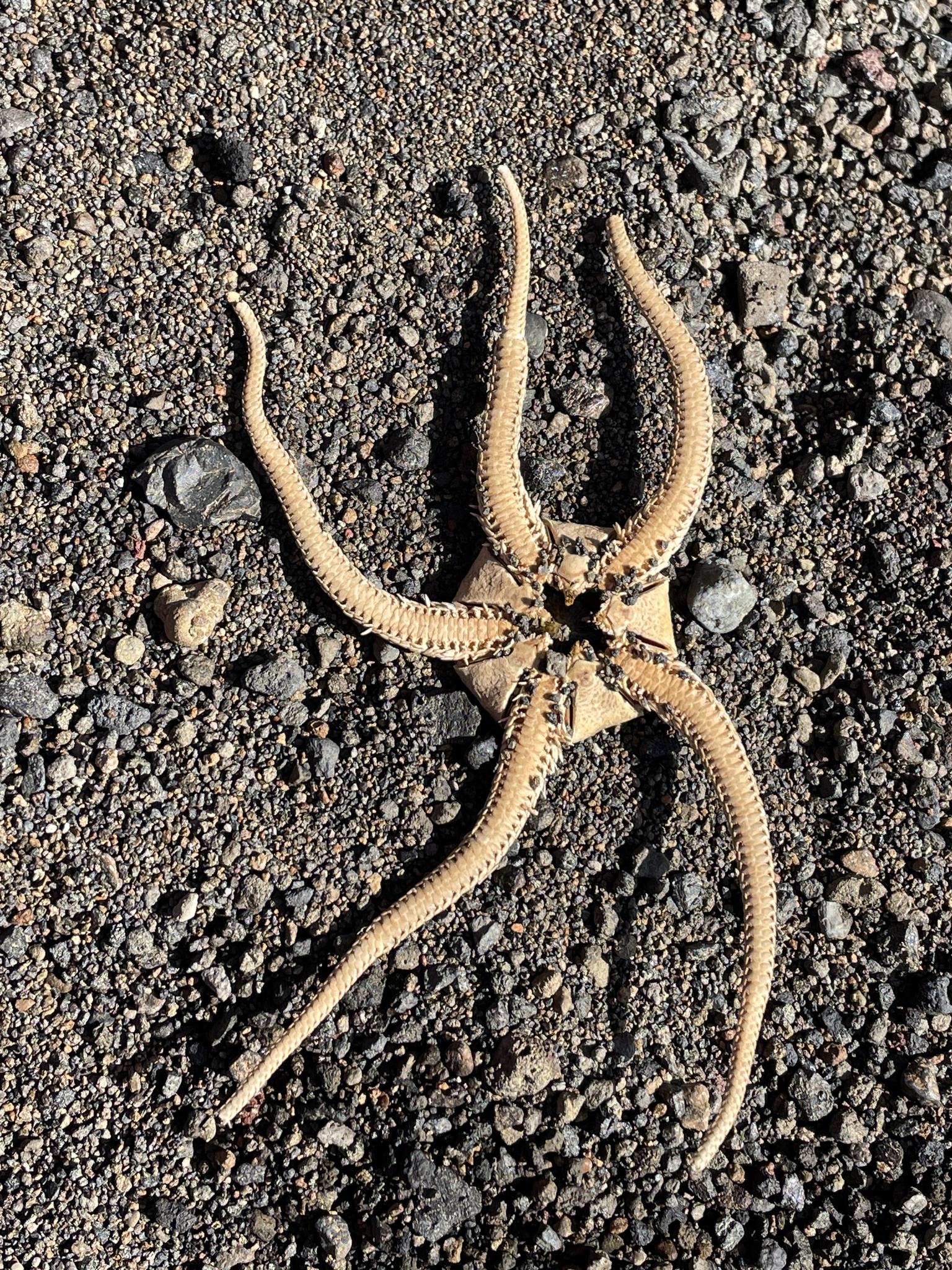 Ophionotus victoriae Bell, 1902