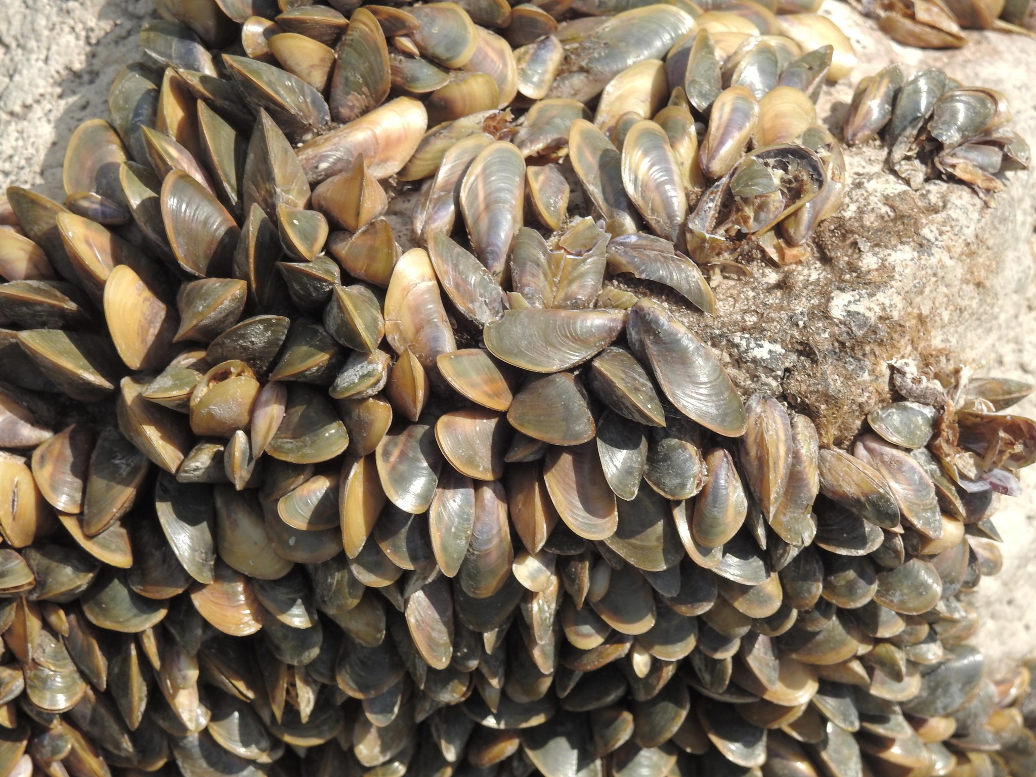 Limnoperna fortunei (Dunker, 1857)