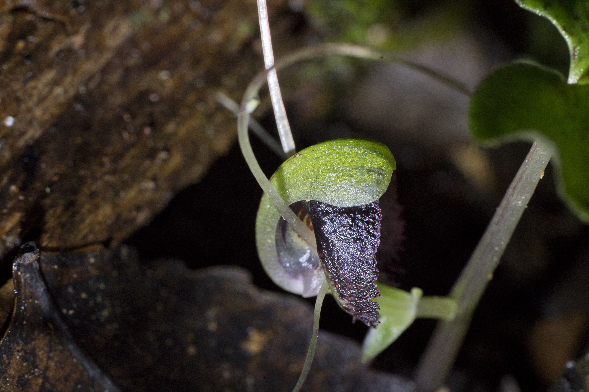 Corybas trilobus (Hook.f.) Rchb.f.