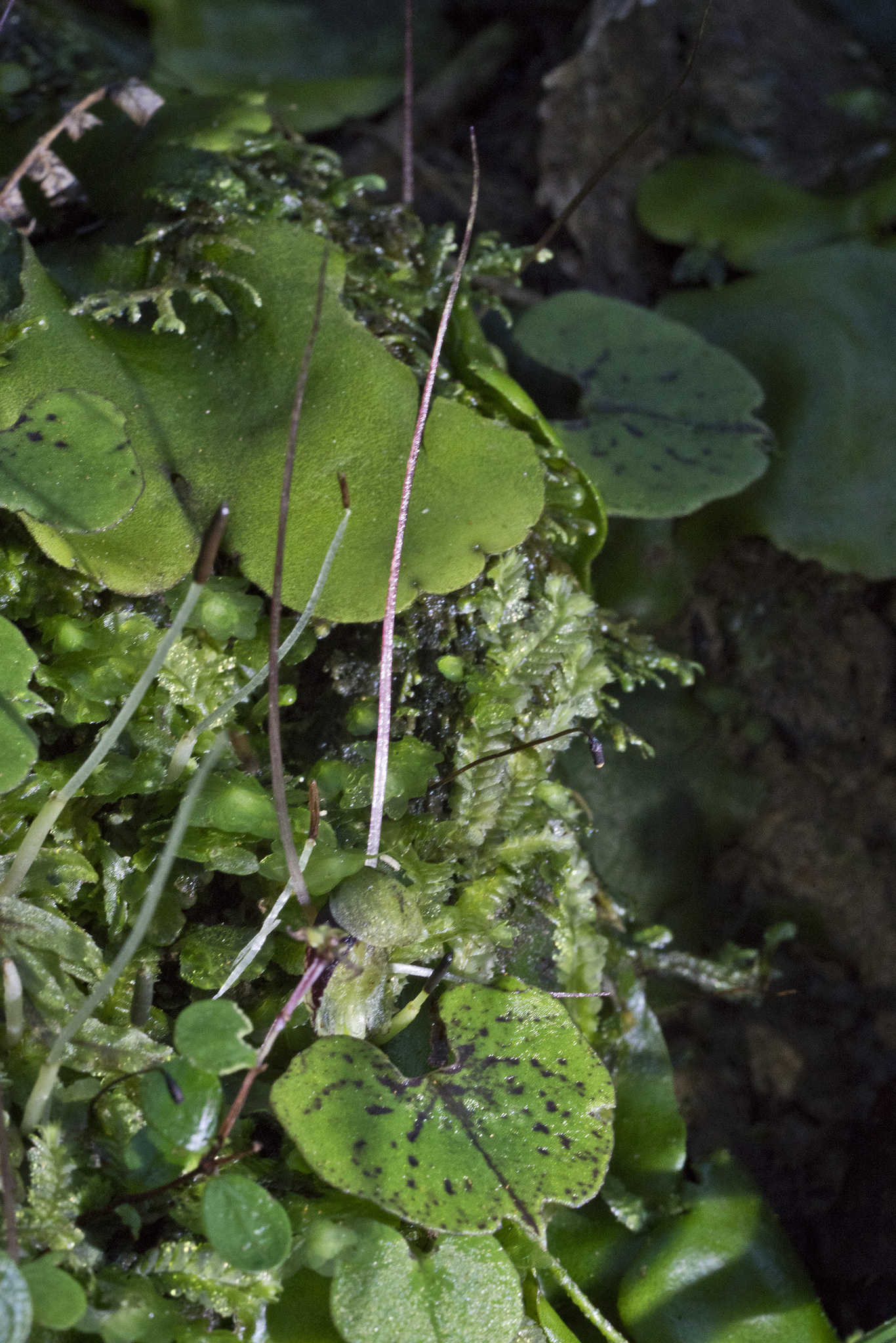 Corybas trilobus (Hook.f.) Rchb.f.