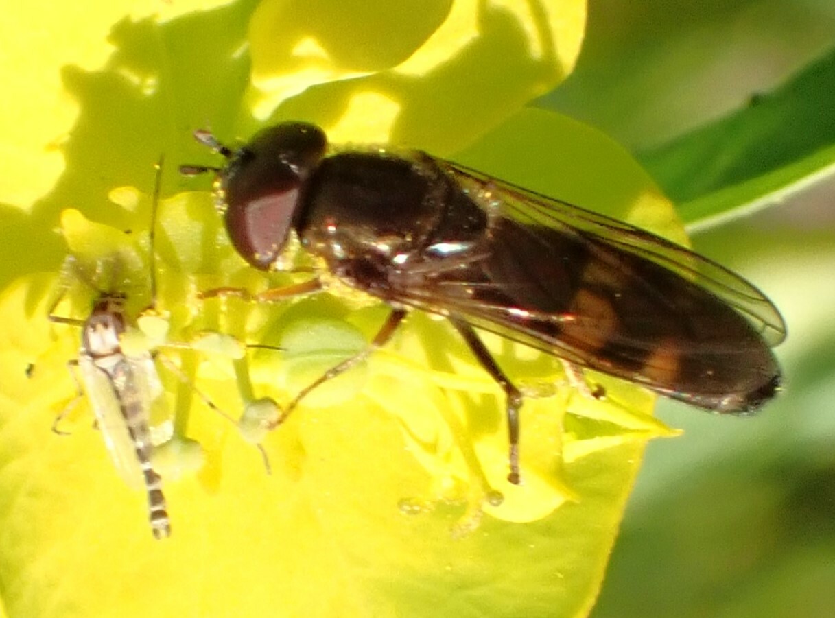 Platycheirus rosarum (Fabricius, 1787)