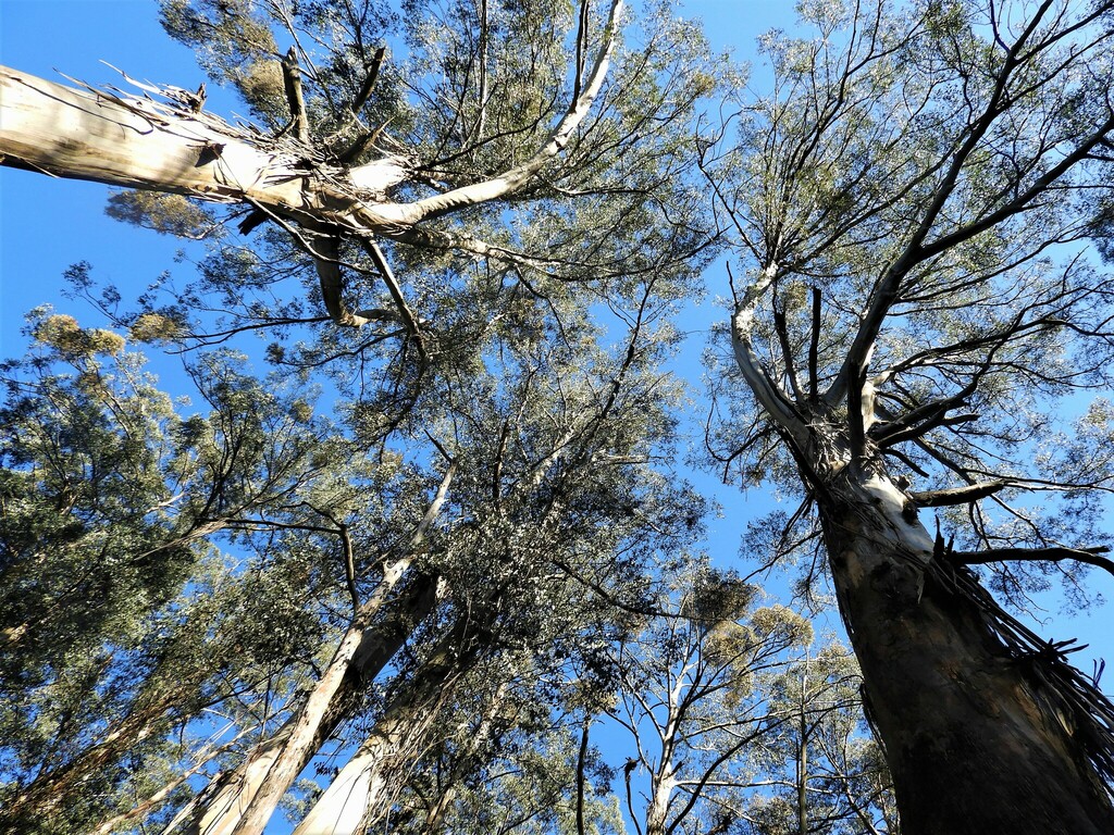 Australian Mountain Ash from School Rd, Tremont VIC 3786, Australia on ...