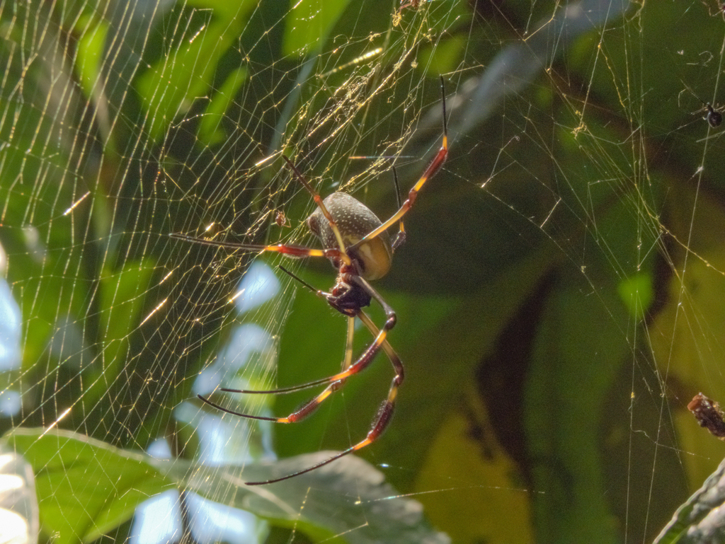 Golden Silk Spider from Barrio Pance, Cali, Valle del Cauca, Colombia ...