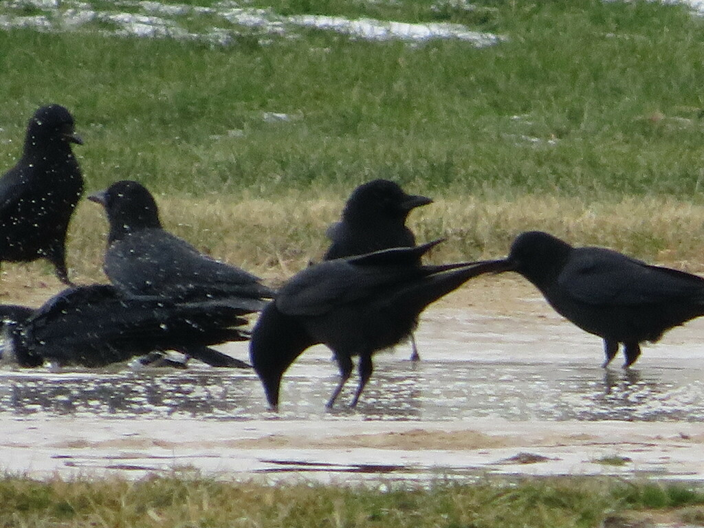 American Crow from Rockford, IL, USA on December 29, 2022 at 10:39 AM ...