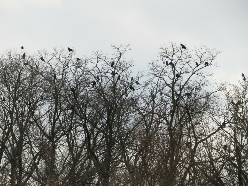 American Crow from Rockford, IL, USA on December 29, 2022 at 10:39 AM ...