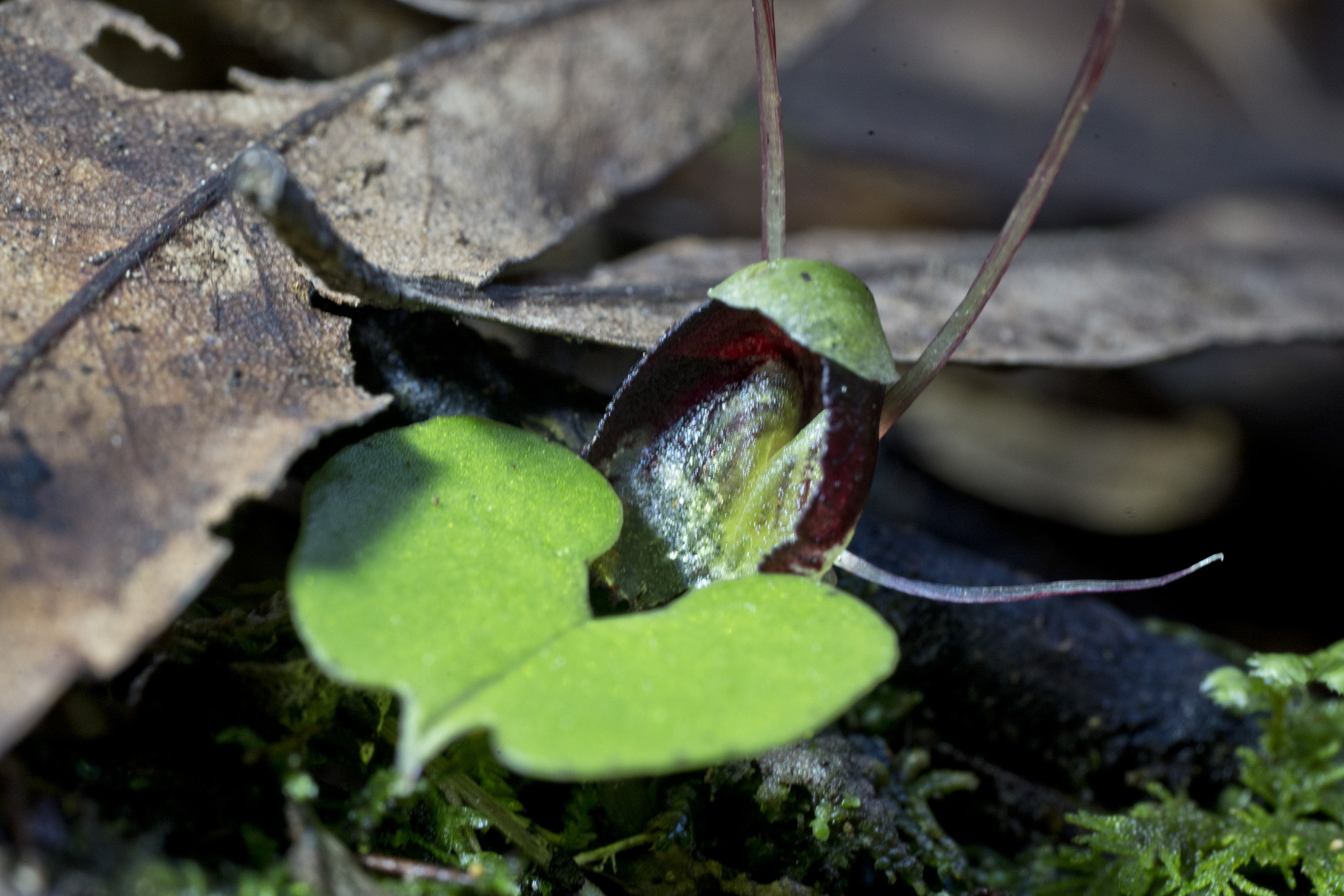 Corybas trilobus (Hook.f.) Rchb.f.