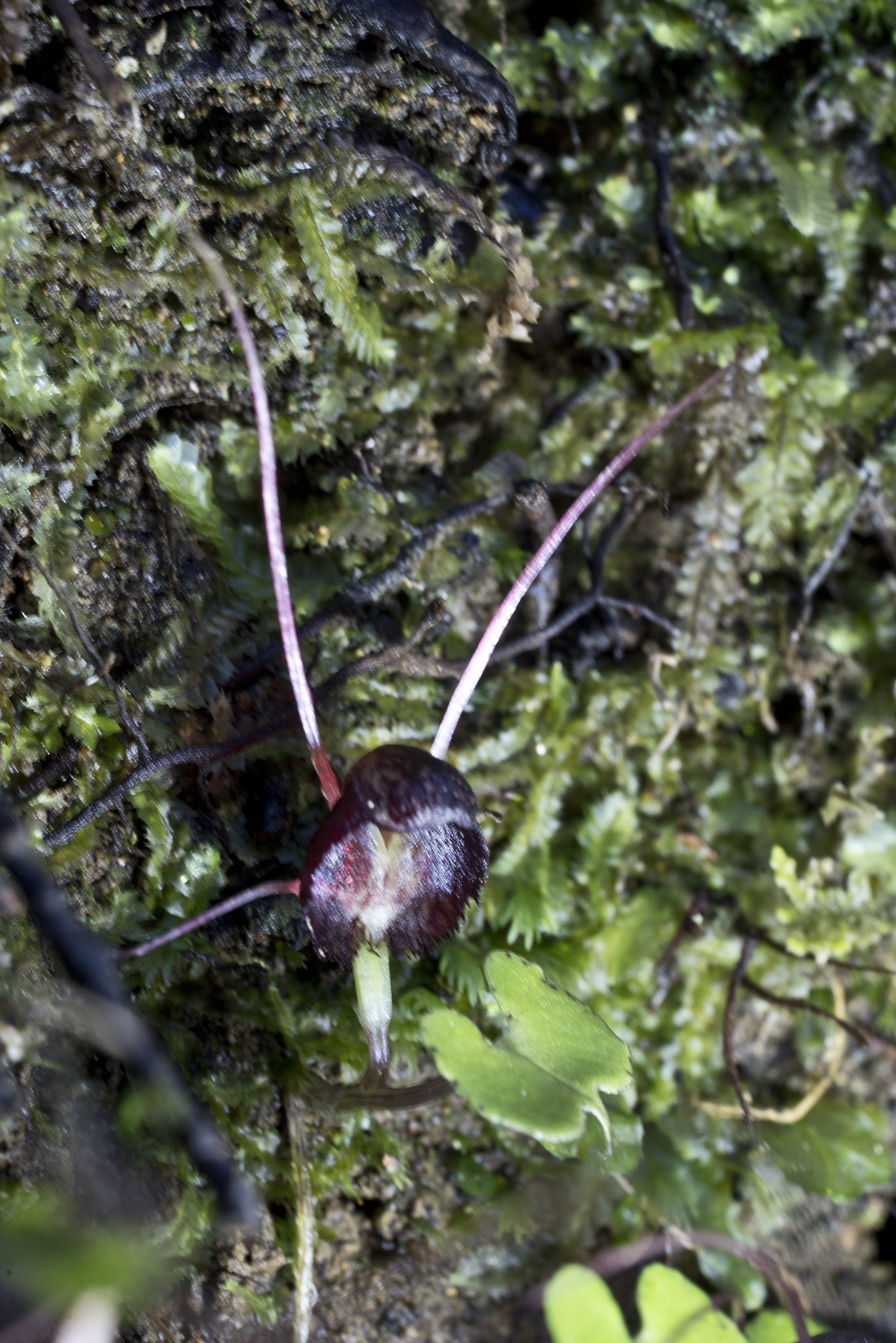 Corybas trilobus (Hook.f.) Rchb.f.