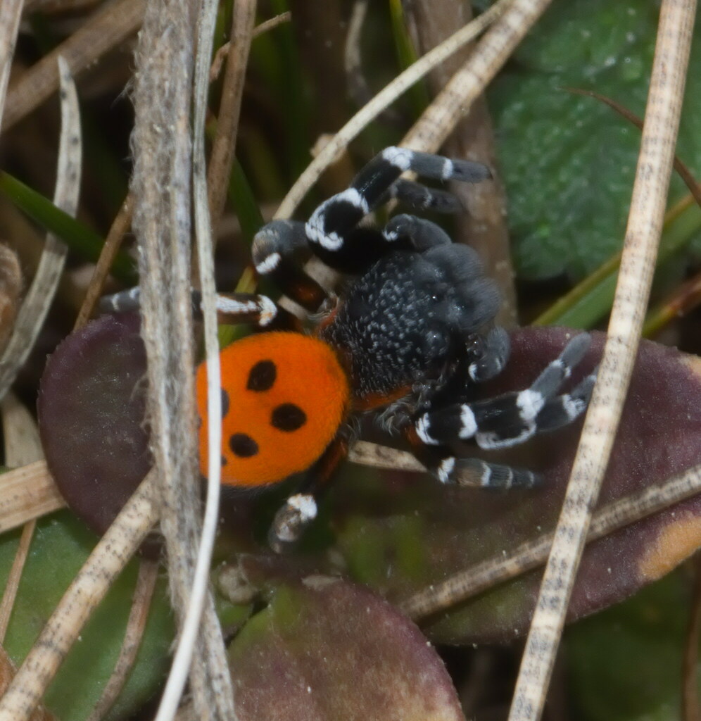 Eresus in May 2022 by Andrea Peterlongo · iNaturalist