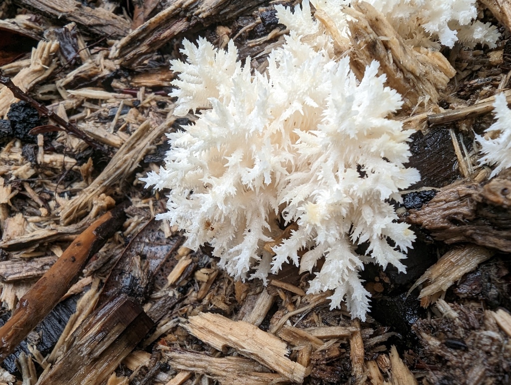 Coral tooth fungus from Huddart County Park, CA, US on December 29 ...