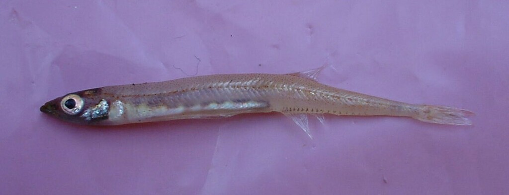 Sand Eels (Hypoptychidae) - Marine Life Identification