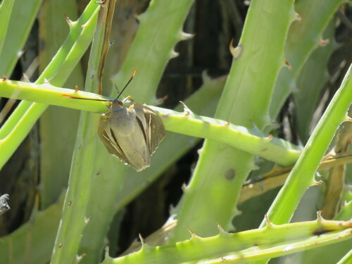 Subspecies Castnia invaria penelope · iNaturalist United Kingdom