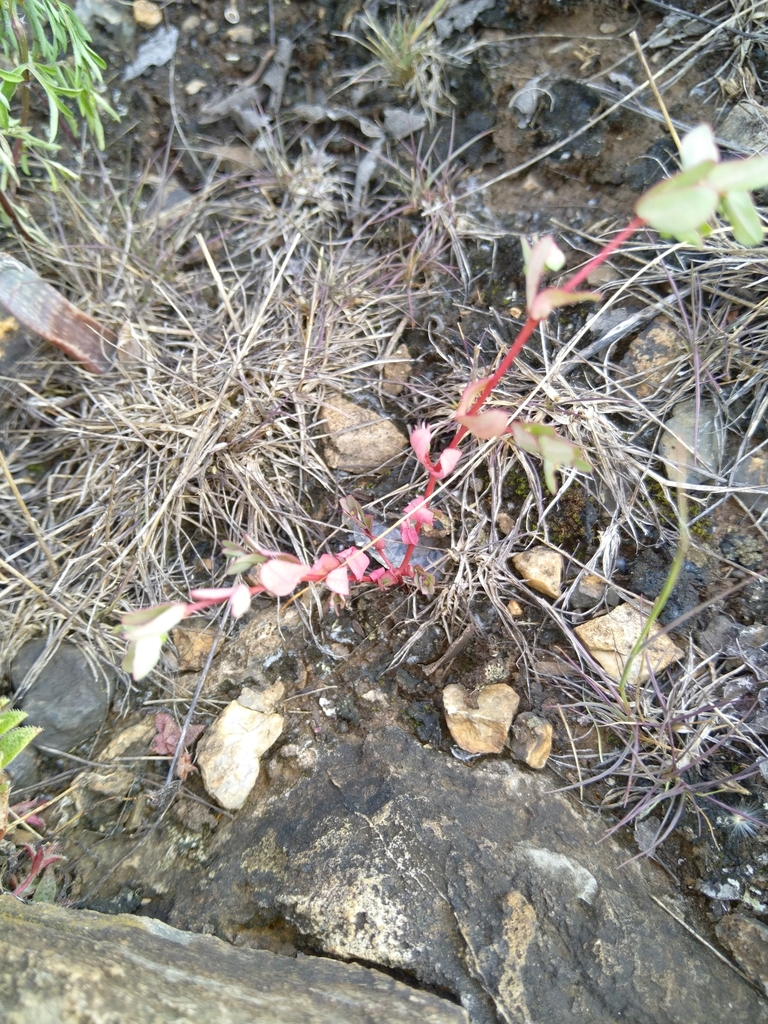 Begonia tapatia from Merafong City Local Municipality, South Africa on ...