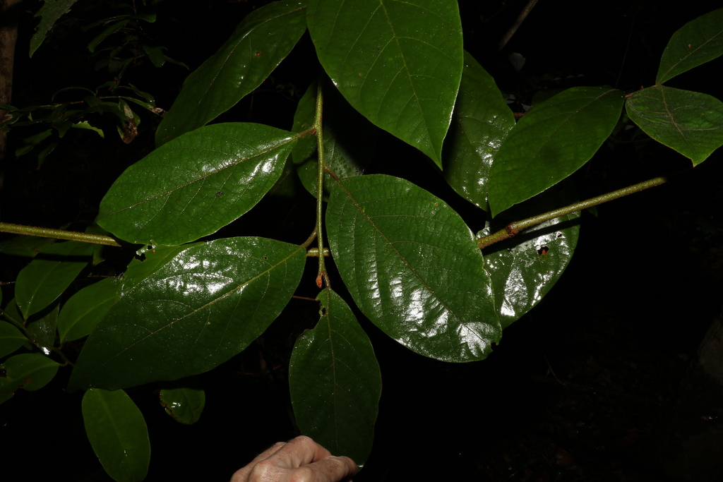 white beech from Caloundra - Rail Corridor, Queensland, Australia on ...