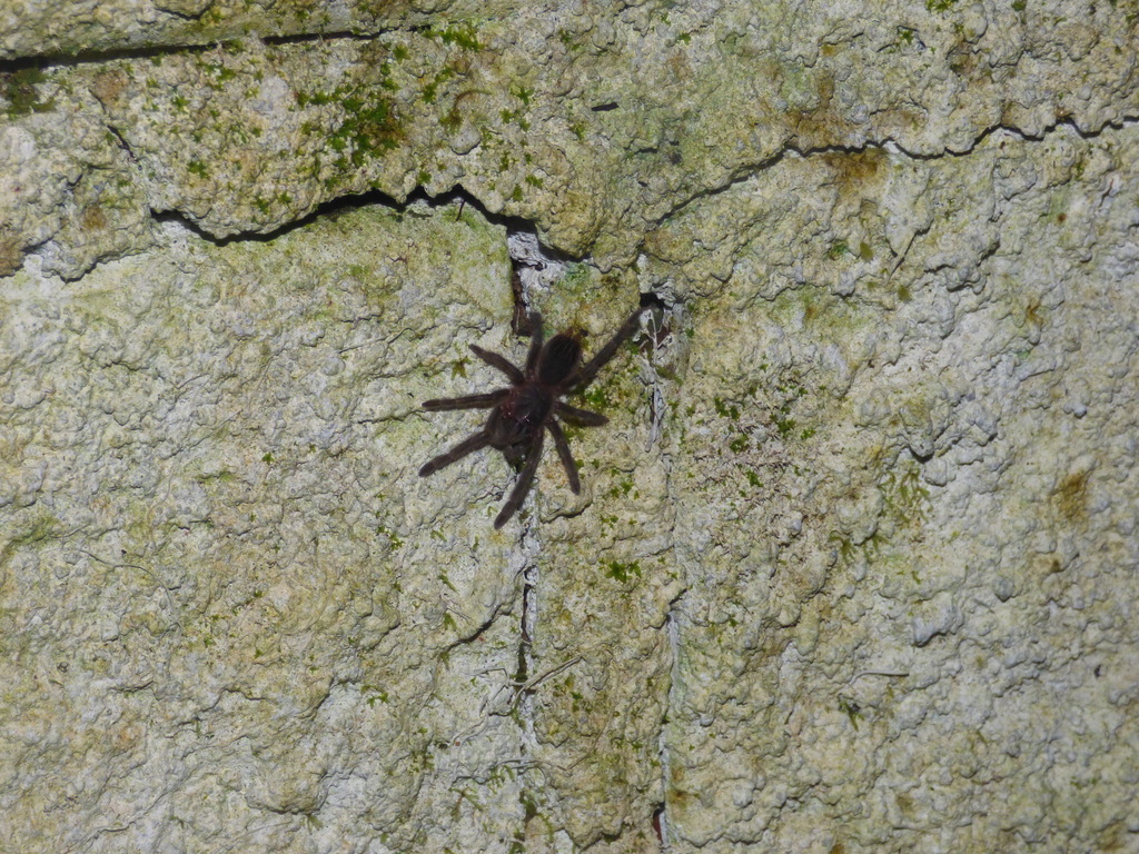 Theraphosini from Magé, RJ, Brasil on December 28, 2022 at 11:07 PM by ...