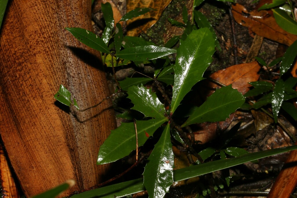 Variable Muttonwood from Glenview QLD 4553, Australia on December 29 ...