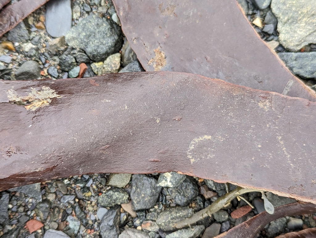 Oarweed from Charlotte County, NB, Canada on December 29, 2022 at 02:34 ...