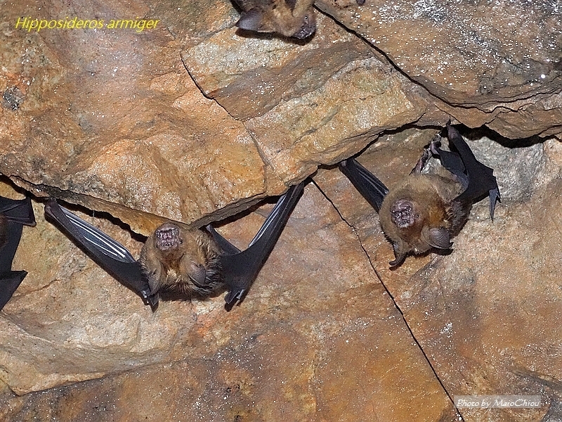 Great Roundleaf Bat from 澳門聖方濟各堂區 on December 29, 2014 at 12:46 PM by ...
