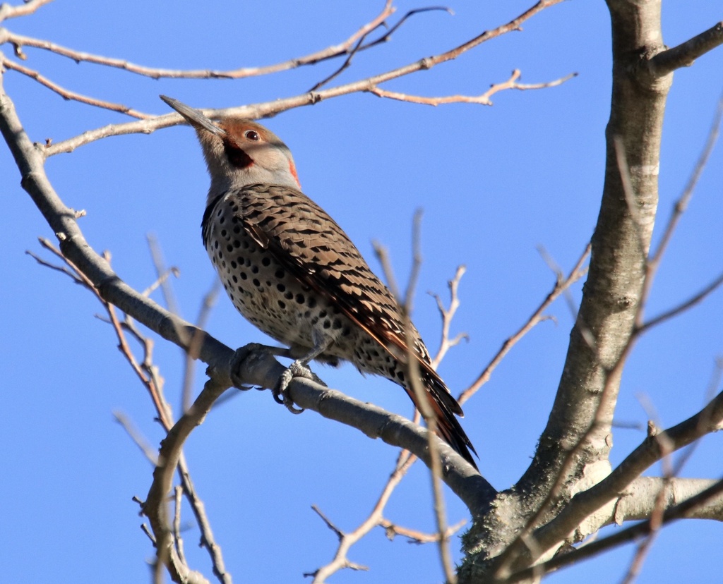 Northern Flicker from Oceano Lagoon, Oceano, CA, US on December 28 ...