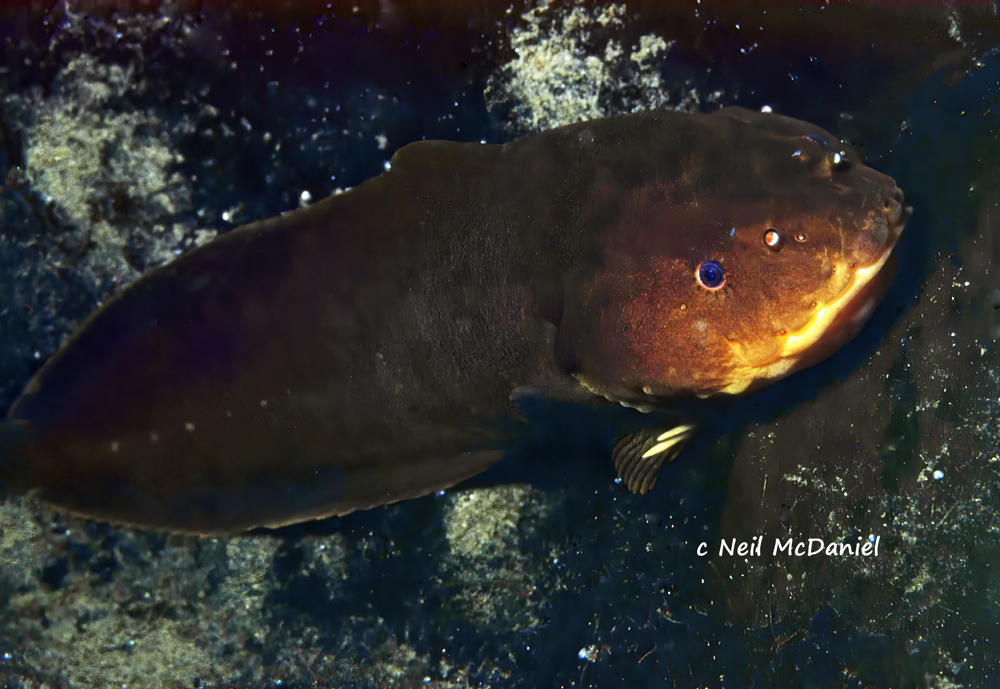 Liparis greeni (Jordan & Starks, 1895)