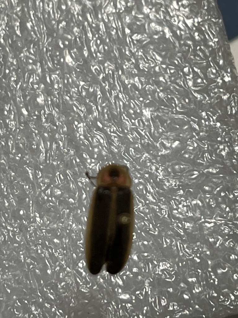 Common Eastern Firefly from Higbee Ave, Somers Point, NJ, US on July 11 ...