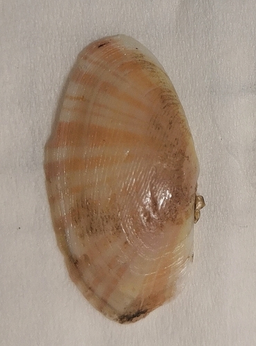 Gari pallida · iNaturalist