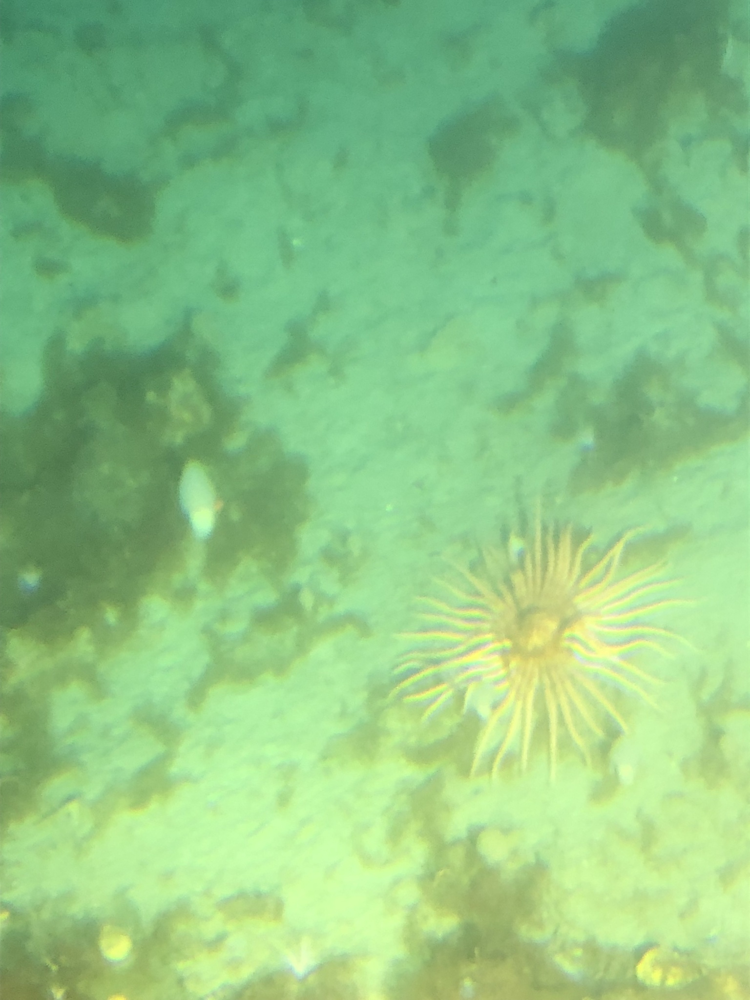 Labidiaster Lütken, 1871