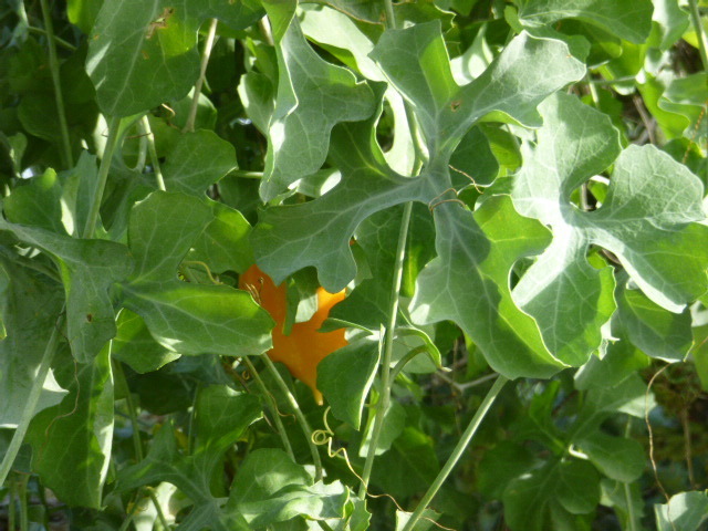 wareque (Ibervillea sonorae) - Botanical Realm