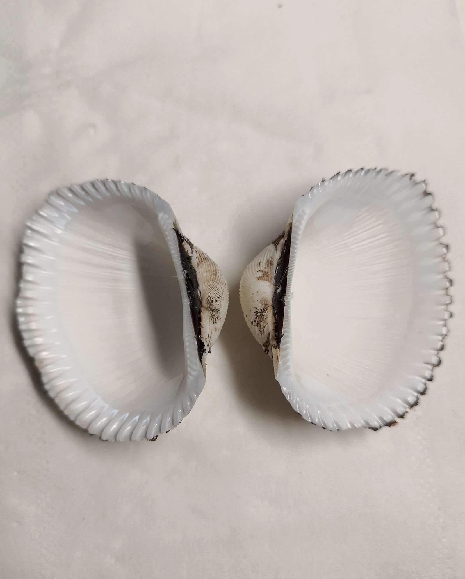 Anadara kagoshimensis (Tokunaga, 1906)