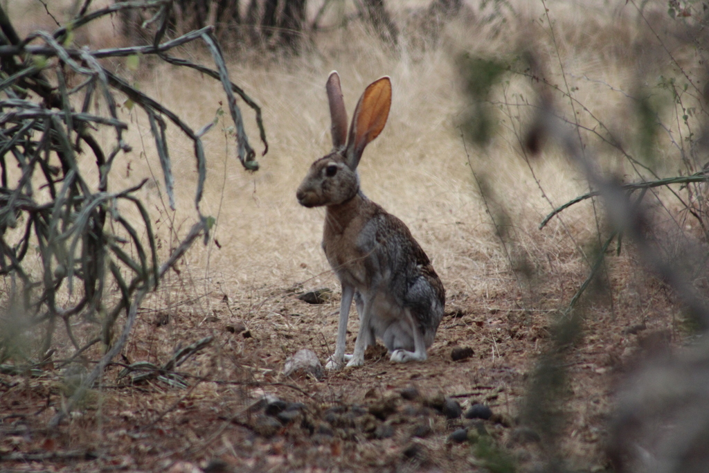 Antelope Jackrabbit from El Fuerte, Sin., México on December 29, 2022 ...