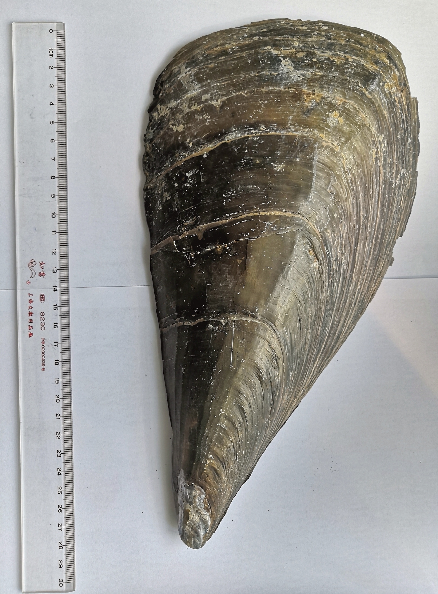 Atrina pectinata (Linnaeus, 1767)