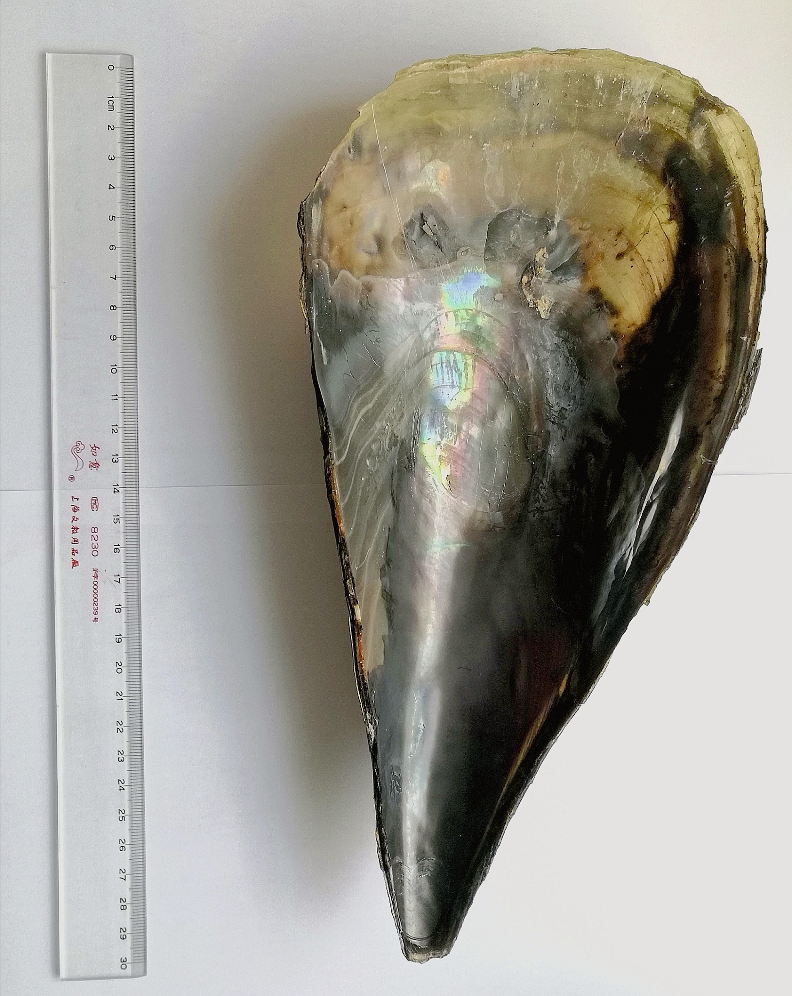 Atrina pectinata (Linnaeus, 1767)