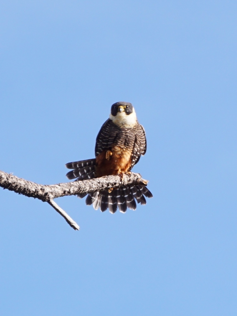 Bat Falcon from Cabañas La Chara Pinta on December 28, 2022 at 10:24 PM ...