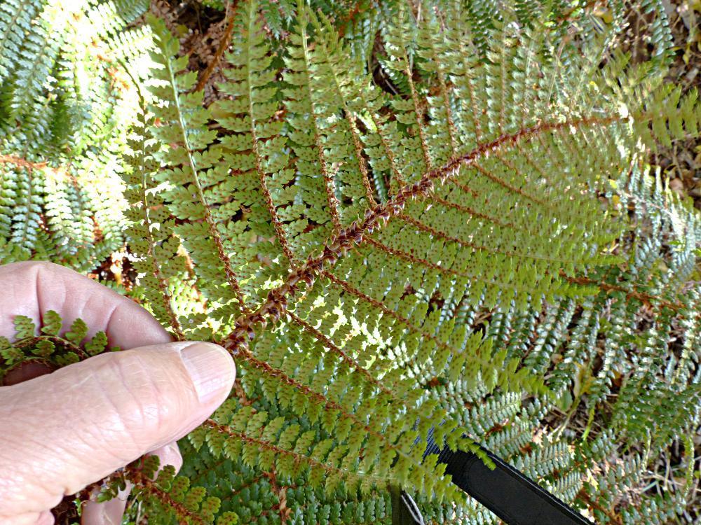 Prickly Shield Fern from Cobb Valley, Tasman, New Zealand on September ...