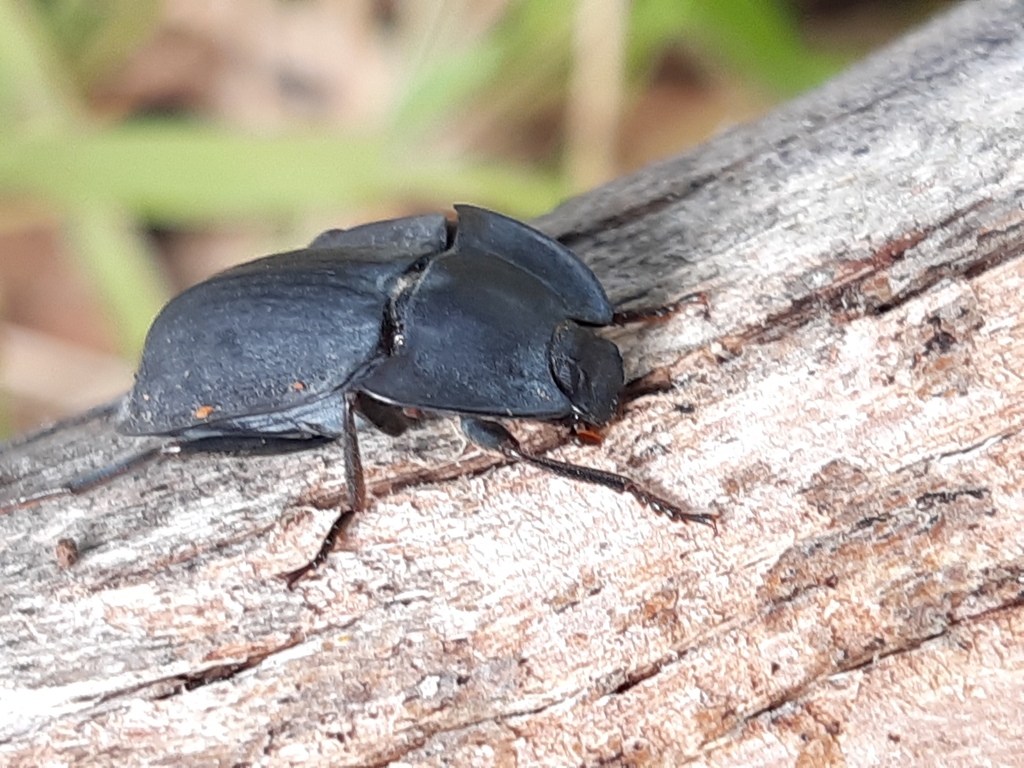 Heleina from Mount Burr SA 5279, Australia on December 30, 2022 at 09: ...