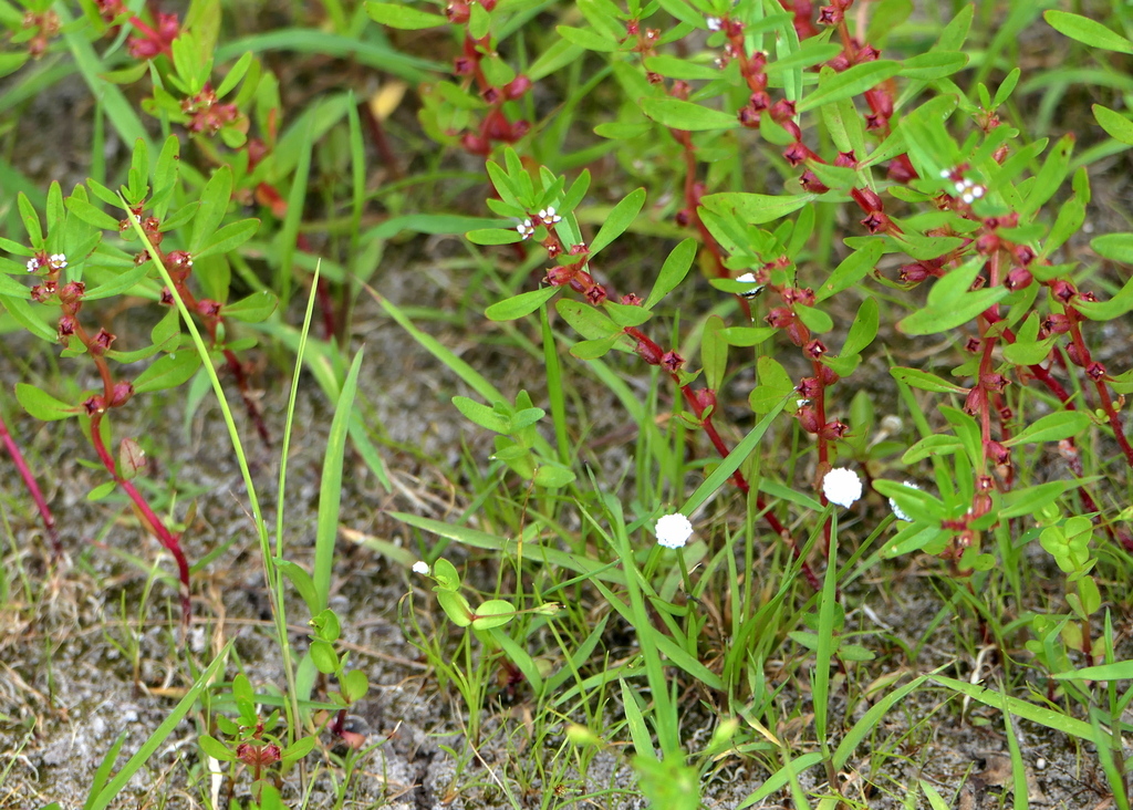 Toothcup in August 2022 by doug_mcgrady. Rotala ramosior (toothcup) on ...