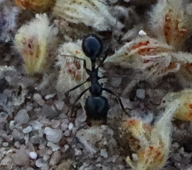 Veromessor pergandei from Mesa Del Sol, Yuma, AZ, US on December 29 ...