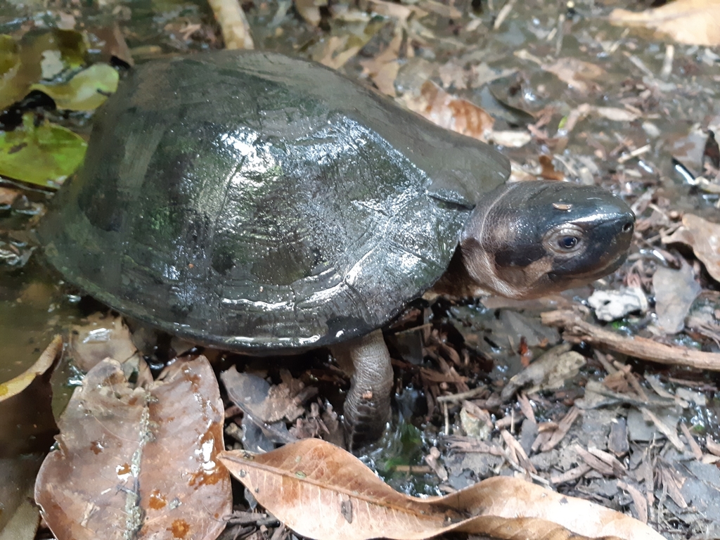 Black Marsh Turtle in September 2018 by John Howes · iNaturalist