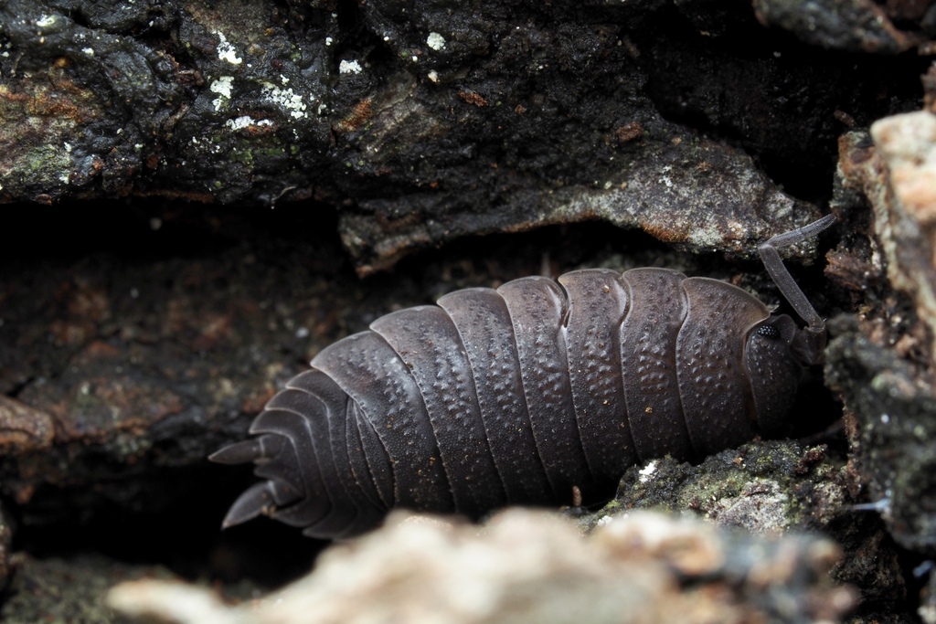 Common Rough Woodlouse from Cumberland, Atlanta, Georgia, USA on ...