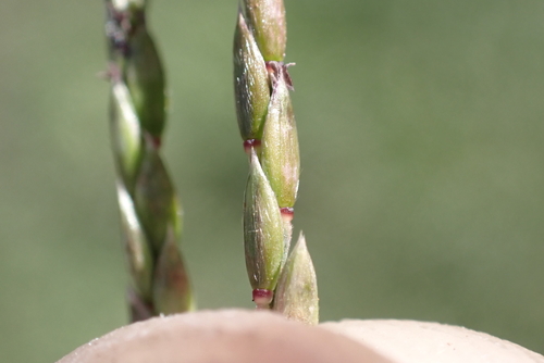 Eriochloa barbatus · NaturaLista Colombia